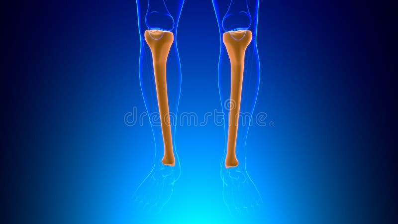 Human Skeleton Anatomy Tibia Bone 3D Rendering Stock Illustration ...