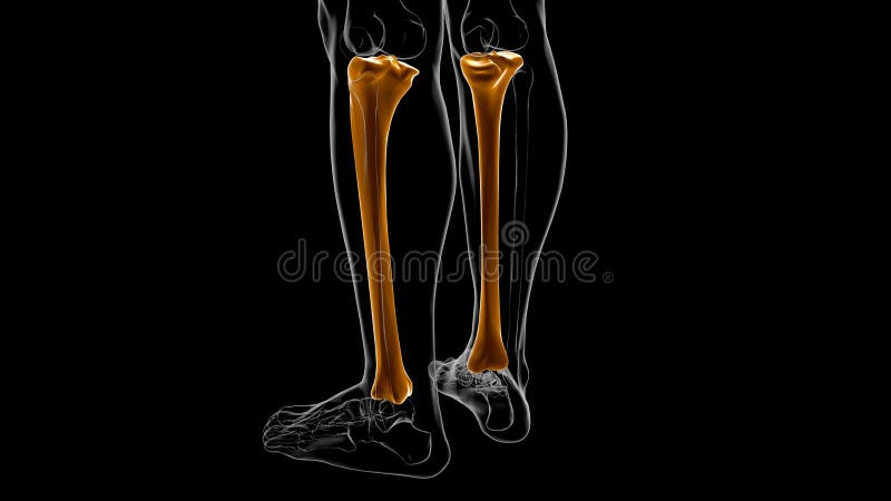 Human Skeleton Anatomy Tibia Bone 3D Rendering Stock Illustration ...