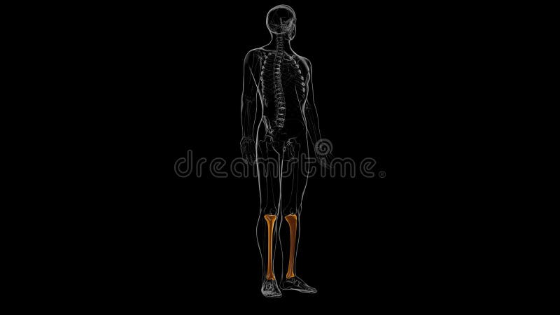 Human Skeleton Anatomy Tibia Bone 3D Rendering Stock Illustration ...
