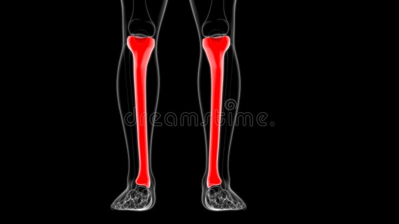 Human Skeleton Anatomy Tibia Bone 3D Rendering Stock Illustration ...