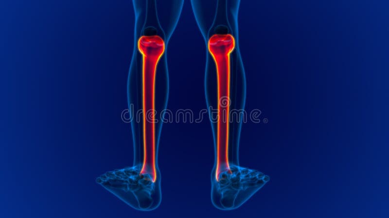 Human Skeleton Anatomy Tibia Bone 3D Rendering Stock Illustration ...