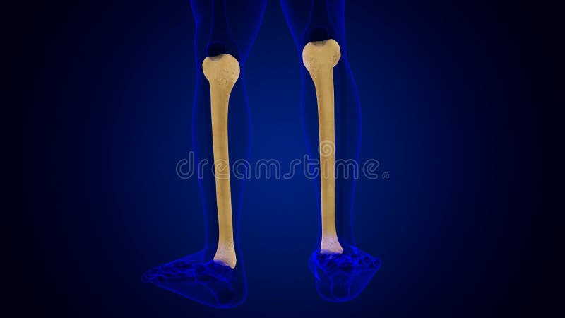 Human Skeleton Anatomy Tibia Bone 3D Rendering Stock Illustration ...