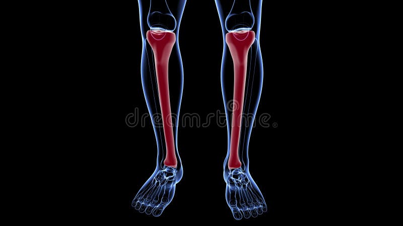 Human Skeleton Anatomy Tibia Bone 3D Rendering Stock Illustration ...