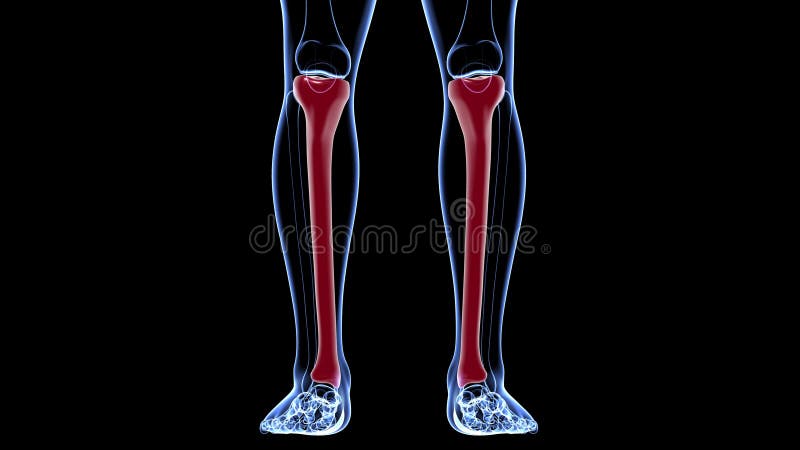 Human Skeleton Anatomy Tibia Bone 3D Rendering Stock Illustration ...