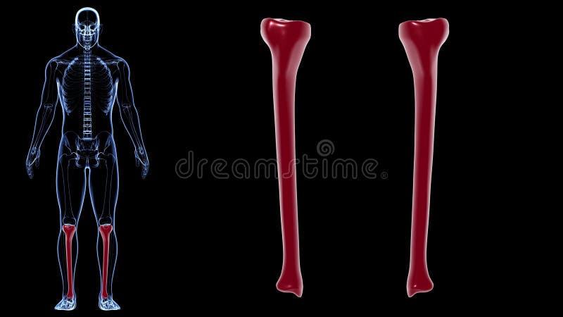 Human Skeleton Anatomy Tibia Bone 3D Rendering Stock Illustration ...