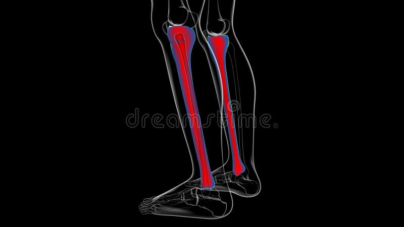 Human Skeleton Anatomy Tibia Bone 3D Rendering Stock Illustration ...