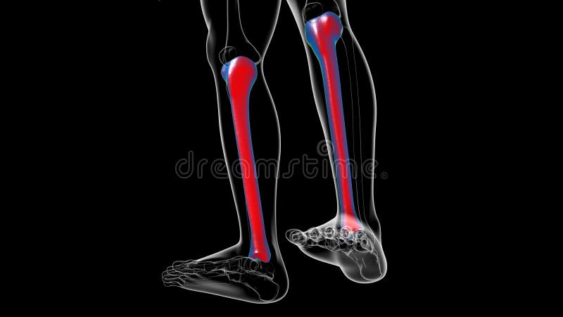 Human Skeleton Anatomy Tibia Bone 3D Rendering Stock Illustration ...