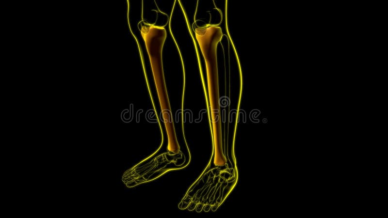 Human Skeleton Anatomy Tibia Bone 3D Rendering Stock Illustration ...