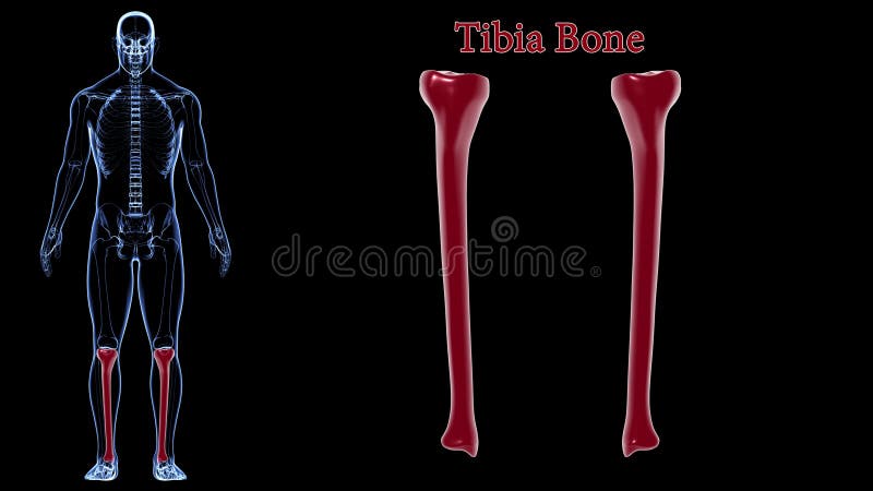 Human Skeleton Anatomy Tibia Bone 3D Rendering Stock Illustration ...