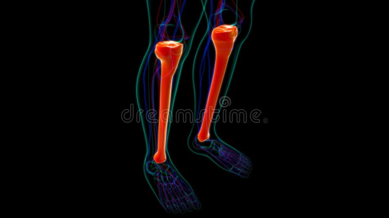 Human Skeleton Anatomy Tibia Bone 3D Rendering Stock Illustration ...