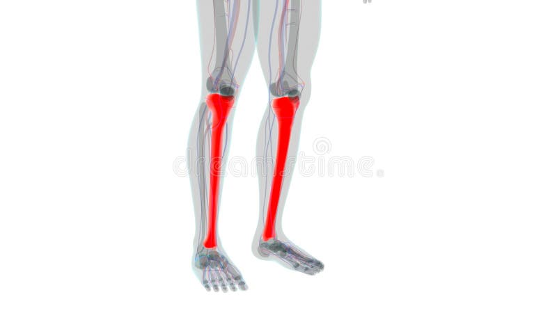 Human Skeleton Anatomy Tibia Bone 3D Rendering Stock Illustration ...