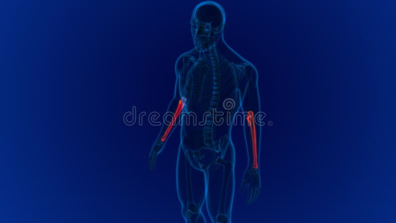 Human Skeleton Anatomy Ulna Bone 3D Rendering Stock Illustration ...