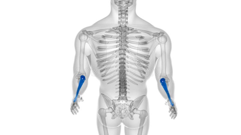 Human Skeleton Anatomy Ulna Bone 3D Rendering Stock Illustration ...