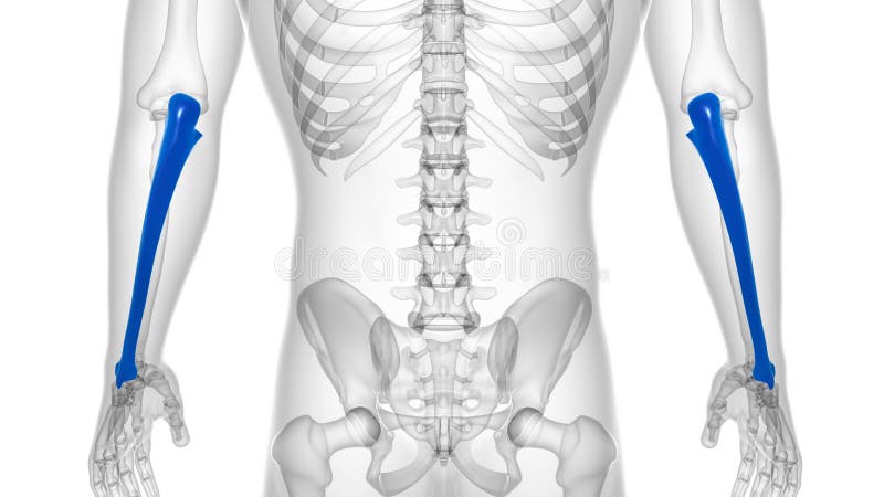 Human Skeleton Anatomy Ulna Bone 3D Rendering Stock Illustration ...