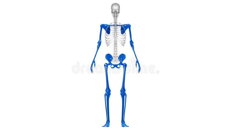 Human Skeleton Appendicular Skeleton Anatomy 3D Stock Illustration ...