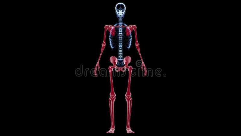 Human Skeleton Appendicular Skeleton Anatomy 3D Stock Illustration ...