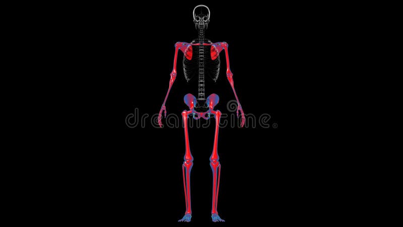 Human Skeleton Appendicular Skeleton Anatomy 3D Stock Illustration ...