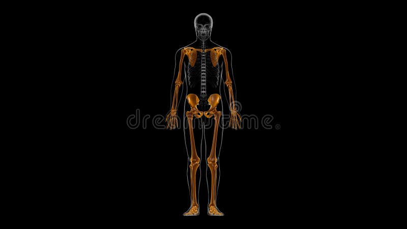 Human Skeleton Appendicular Skeleton Anatomy 3D Stock Illustration ...