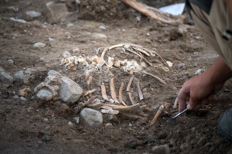 Human Skeleton at the Archaeologic Site Stock Image - Image of closeup ...