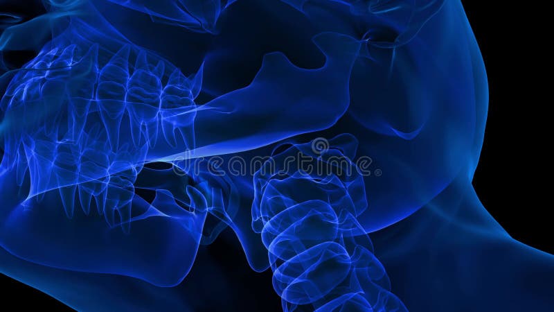 Human Skeleton Atlas Bone Anatomy 3D Rendering for Medical Concept ...