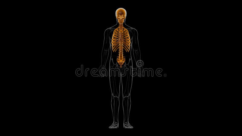 Skeleton Lunate Stock Illustrations – 544 Skeleton Lunate Stock ...