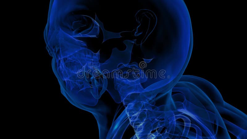 Human Skeleton Axis Bone Anatomy 3D Rendering for Medical Concept Stock ...