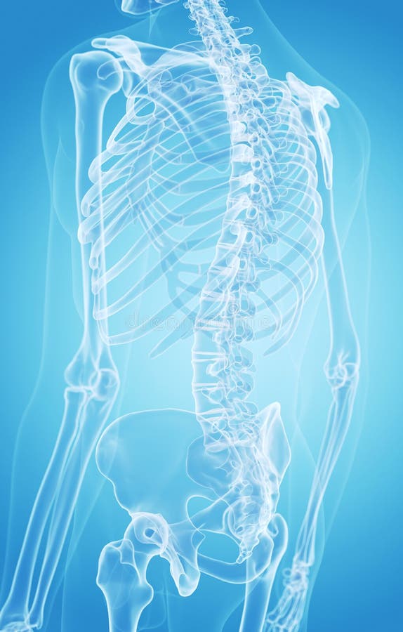 The Human Skeleton - the Back Stock Illustration - Illustration of ...