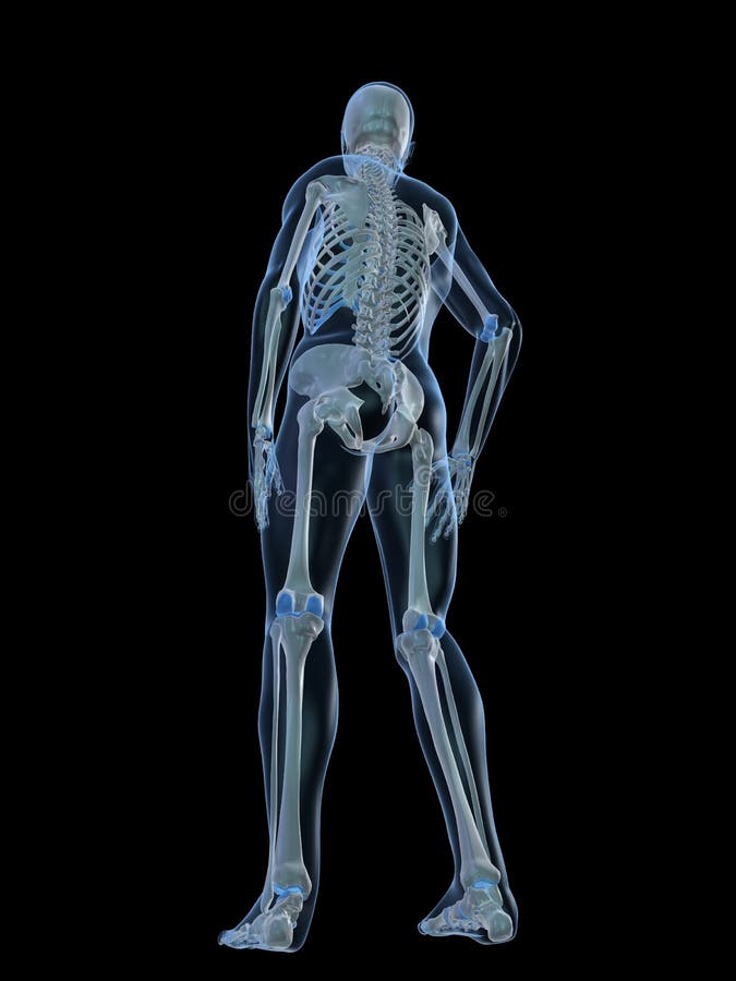 Human skeleton- backside stock illustration. Illustration of bones ...