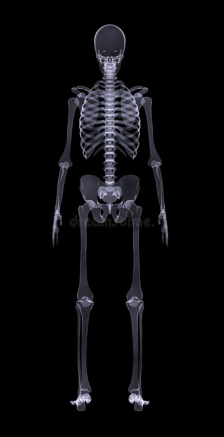 Human Skeleton on Black, Rear View Stock Illustration - Illustration of ...