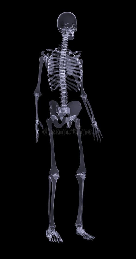 Human Skeleton on Black, Side View Stock Illustration - Illustration of ...