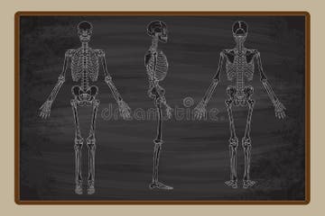 Skeleton Blueprint Stock Illustrations – 786 Skeleton Blueprint Stock ...