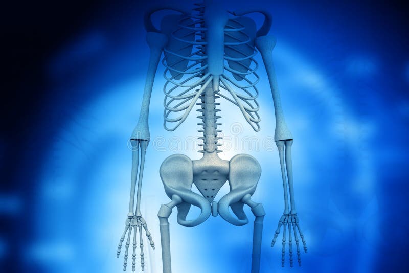 Human skeleton stock illustration. Illustration of museum - 82115615