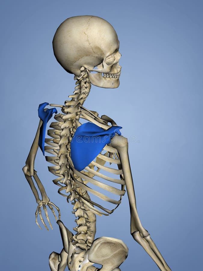 Scapula M-SKEL-SCAPULA 12, 3D Model Stock Illustration - Illustration ...
