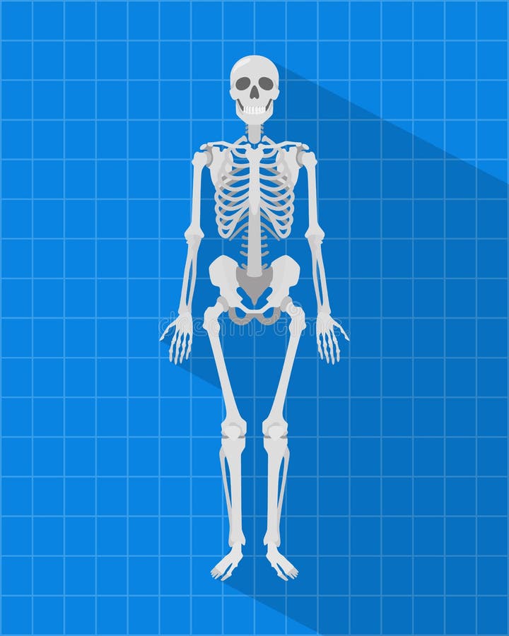 Skeleton Blueprint stock vector. Illustration of drawing - 128740159