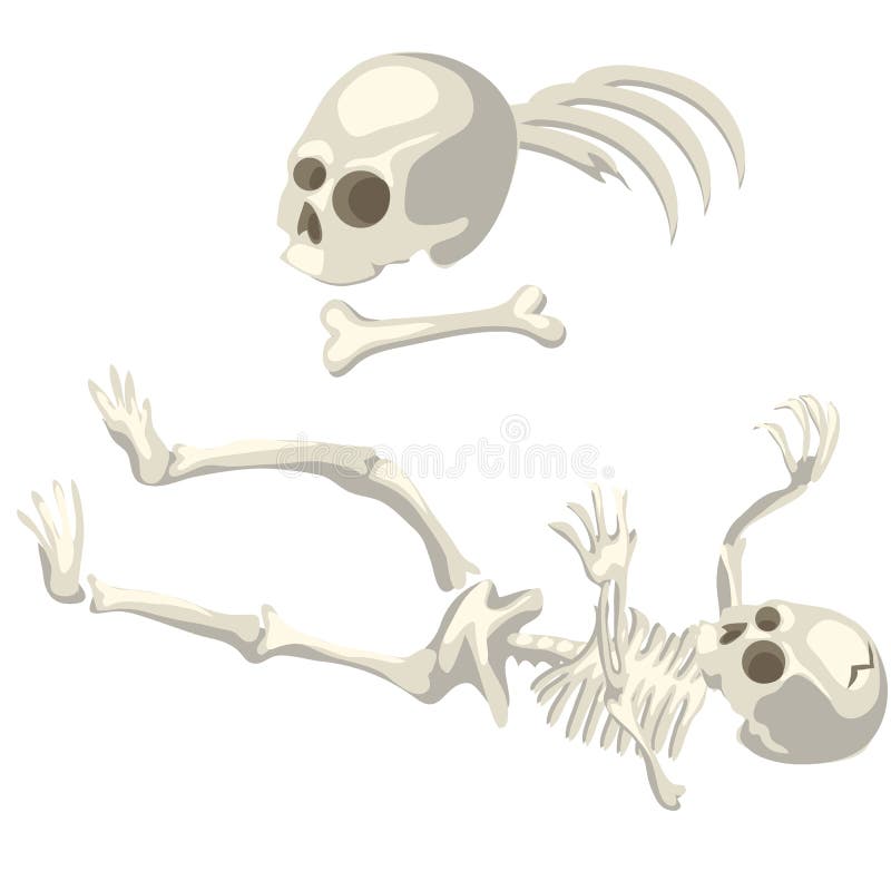 Human Skeleton and Bones Different Parts of Body Stock Vector ...