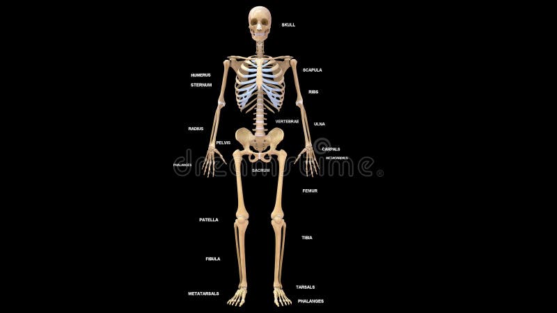 Human Skeleton Bones or Skeletal Bones of Human Stock Illustration ...