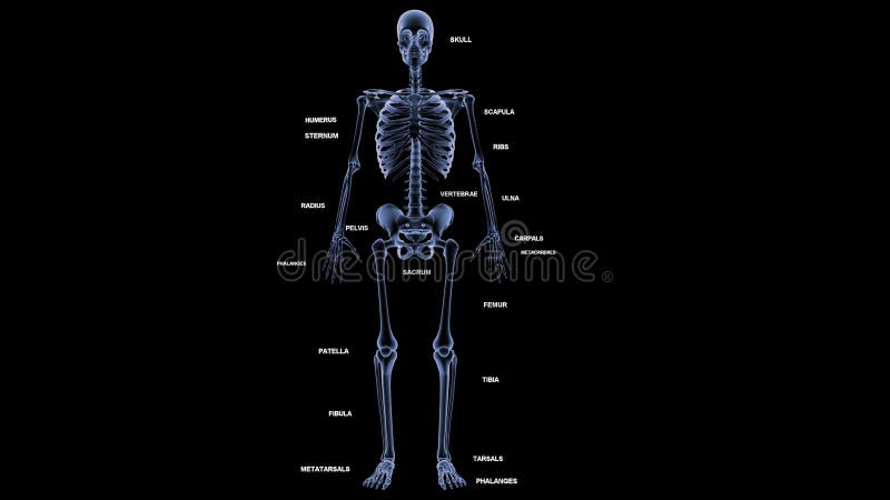 Human Skeleton Bones or Skeletal Bones of Human Stock Illustration ...