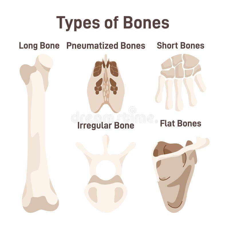 Human Skeleton Bones Types Set. Long or Humerus, Shirt or Heel, Flat ...