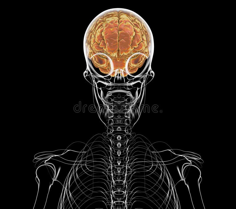 A Human Skeleton with a Brain, 3D Illustration Showcasing the Brain ...