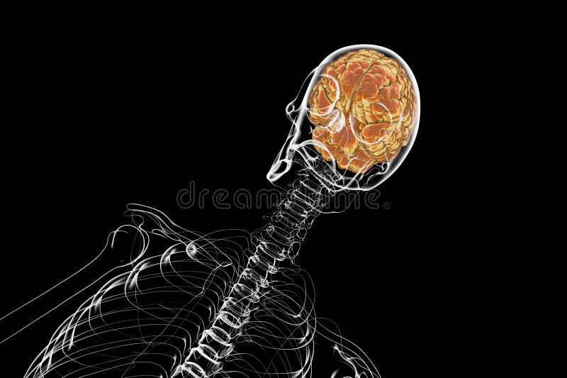 A Human Skeleton with a Brain, 3D Illustration Showcasing the Brain ...