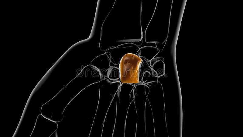 Human Skeleton Capitate Bone Anatomy 3D Stock Illustration ...