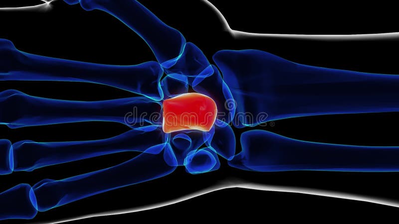 Human Skeleton Capitate Bone Anatomy 3D Rendering Stock Footage - Video ...