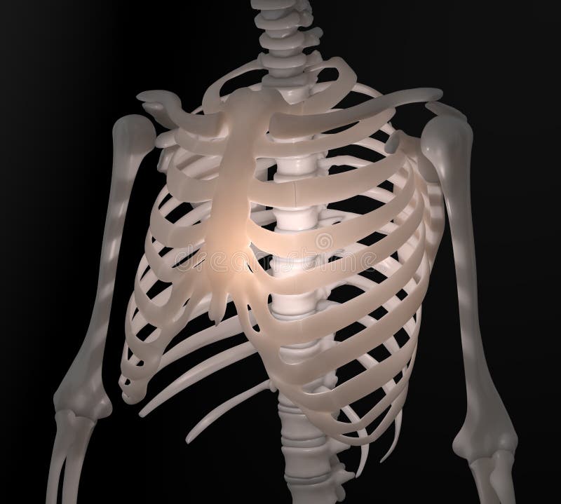 Human Anatomy Bones Chest