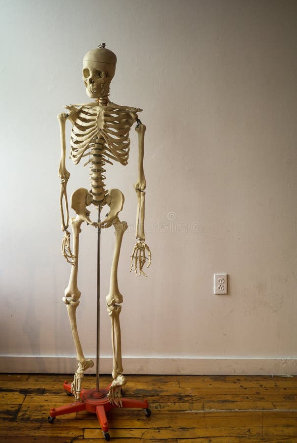 The Human Skeleton stock photo. Image of radius, holiday - 81656