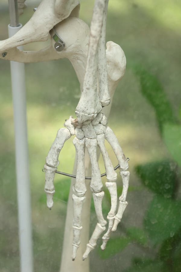 Human skeleton stock photo. Image of visual, white, dead - 40726360