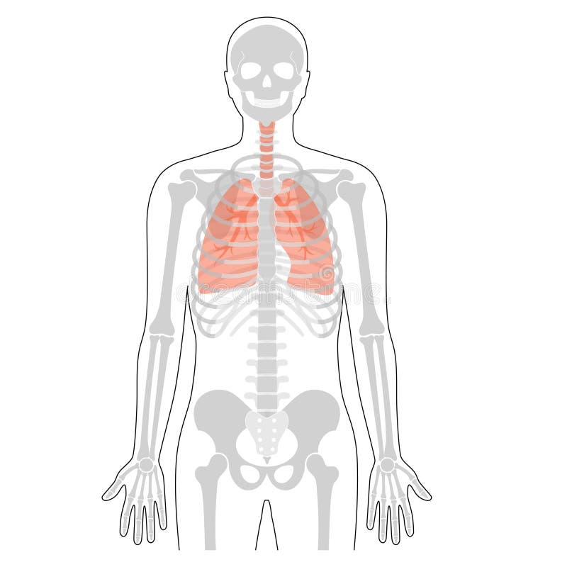 Human Lungs With Skeleton Body Anterior View Stock Illustration ...