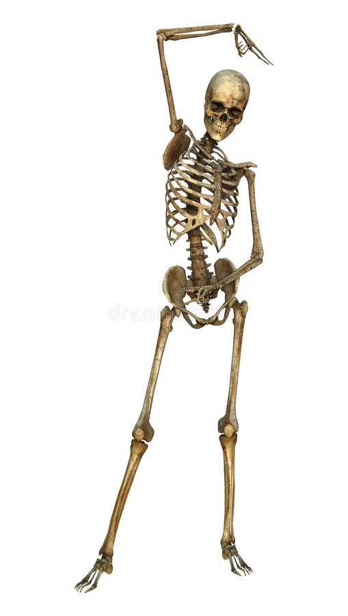 Smiling Skeleton stock illustration. Illustration of spine - 37347612