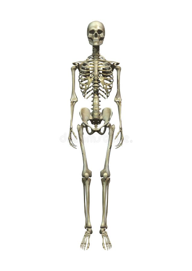 Human Skeleton Vector Illustration Stock Vector - Illustration of ...