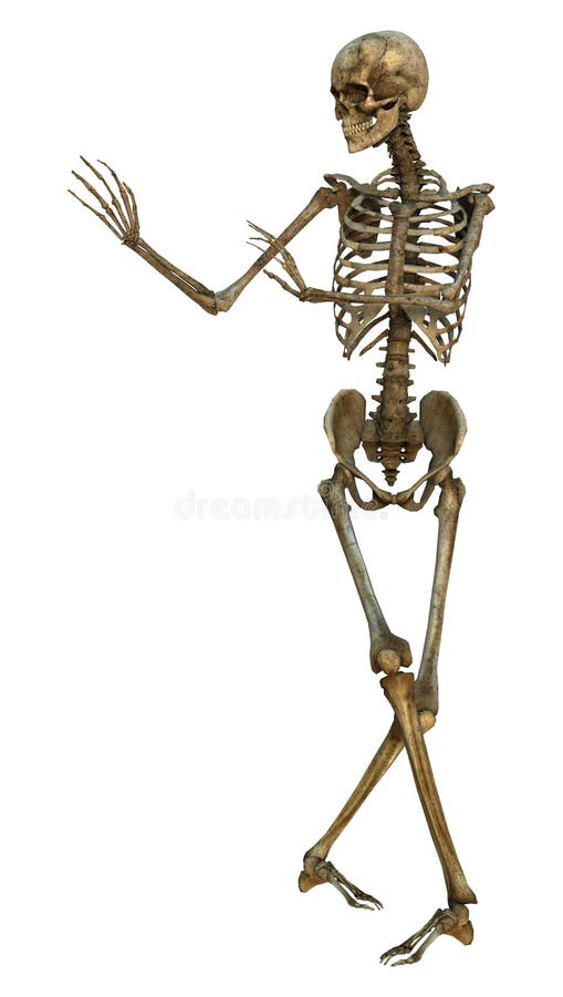 Human skeleton reclining stock image. Image of symbolic - 9167881