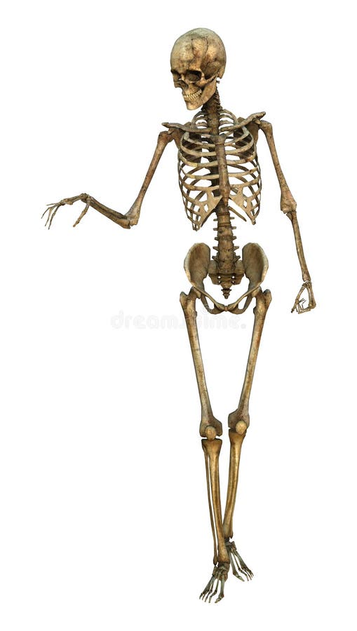 Human Skeleton stock illustration. Illustration of performing - 49139395